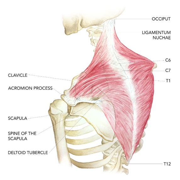Sports Injury Bulletin - Diagnose & Treat - Upper trapezius: the key to ...