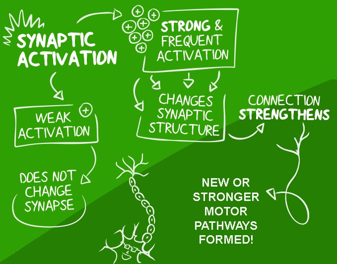 Sports Injury Bulletin - Anatomy - Neuroplasticity in sports injury ...